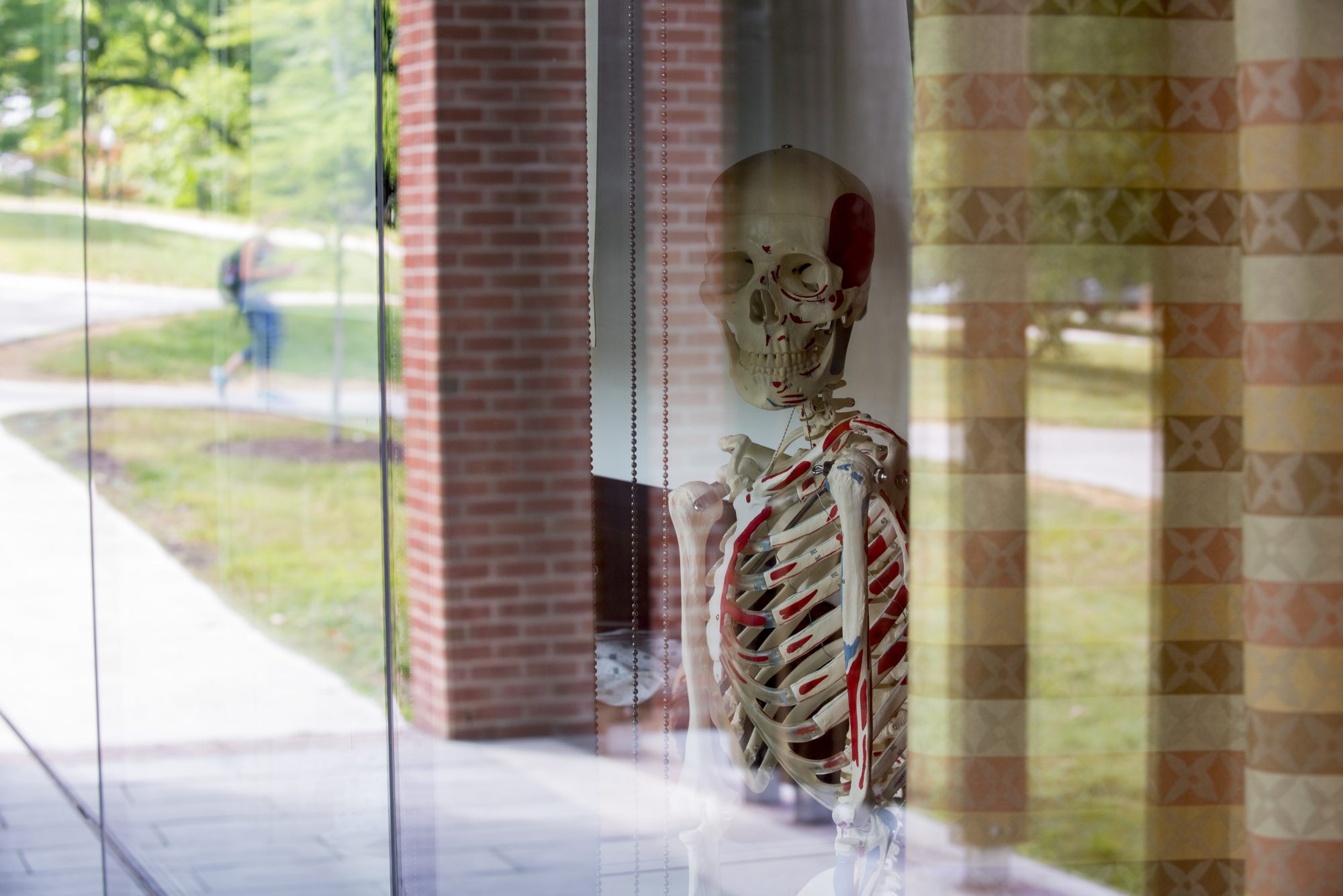 Pre-Med: Musculoskeletal Injury and Pathology | UConn Pre-College Summer