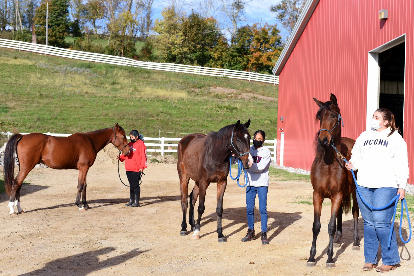 Introduction to Equine Science and Horsemanship | UConn Pre-College Summer